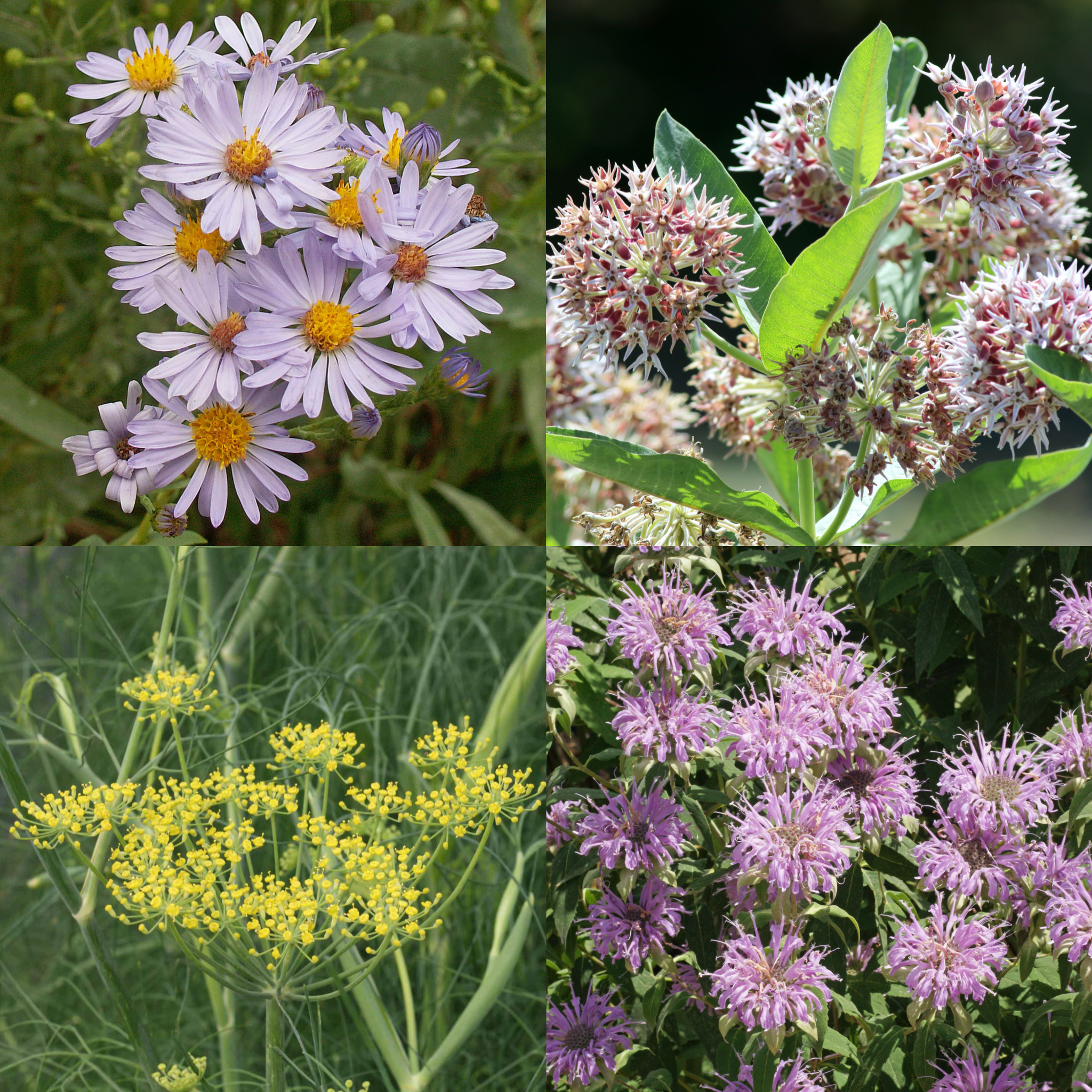 Flutter & Buzz Harmony Kit Plant Care Guide and Information – Monarch ...