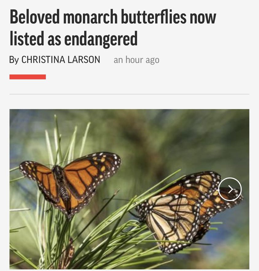 Good morning, it saddens me to read about Monarchs being on the endang ...