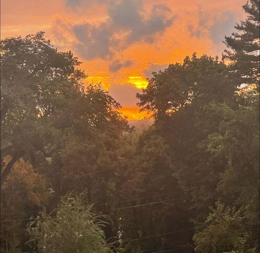 The view this morning! – Monarch Butterfly