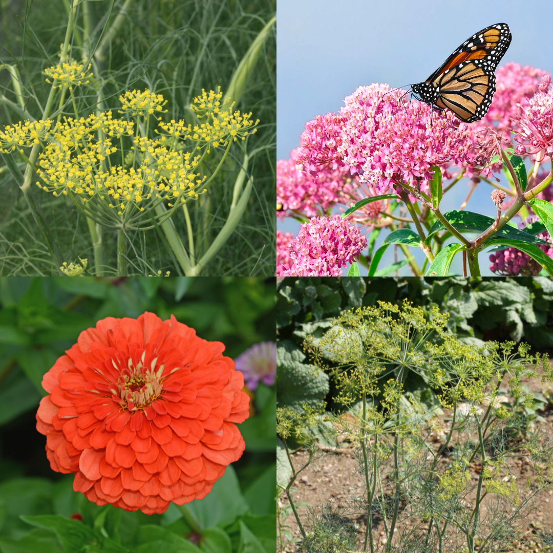 Swallowtail Paradise Kit – Monarch Butterfly