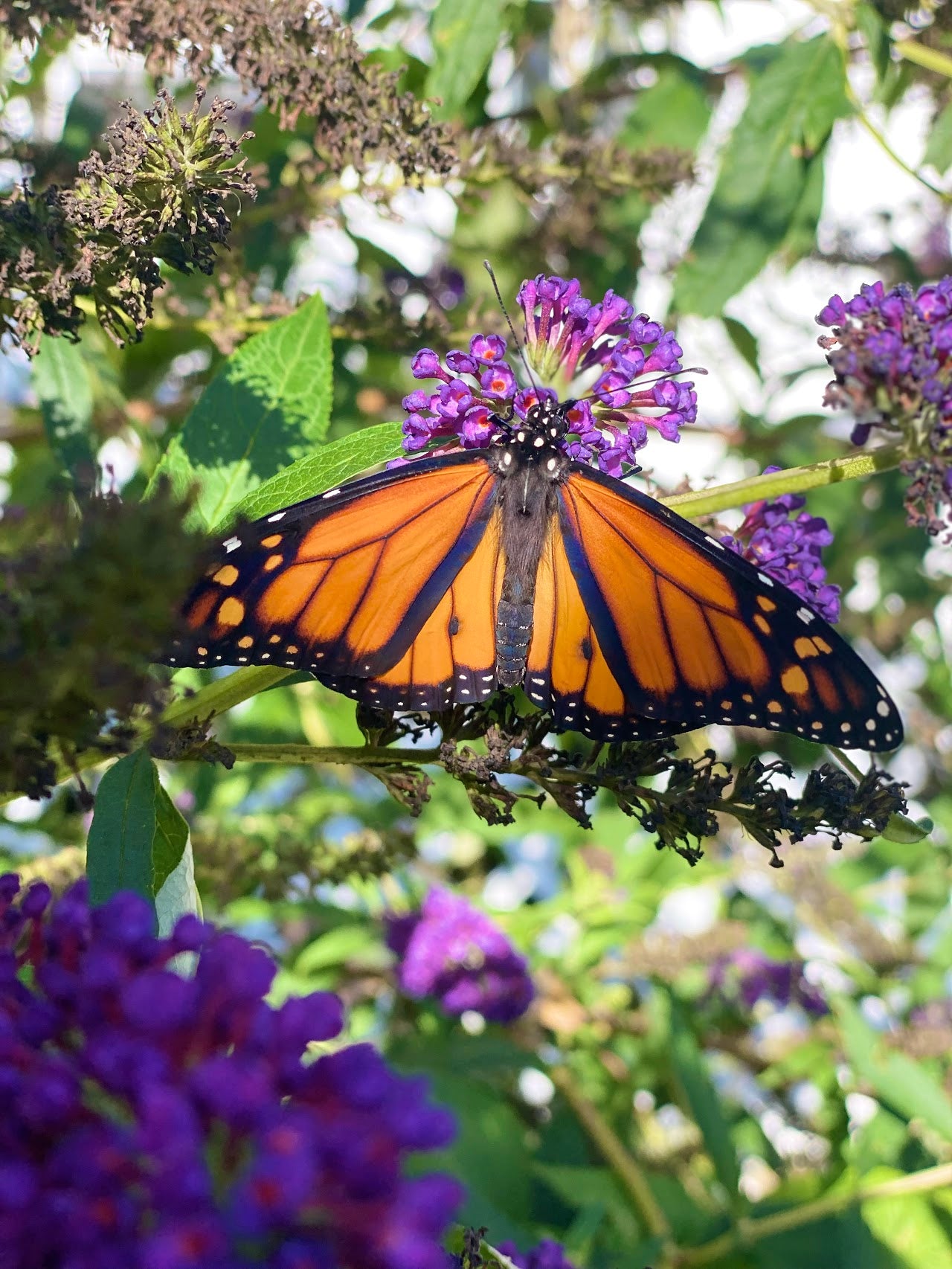 Monarch Butterfly